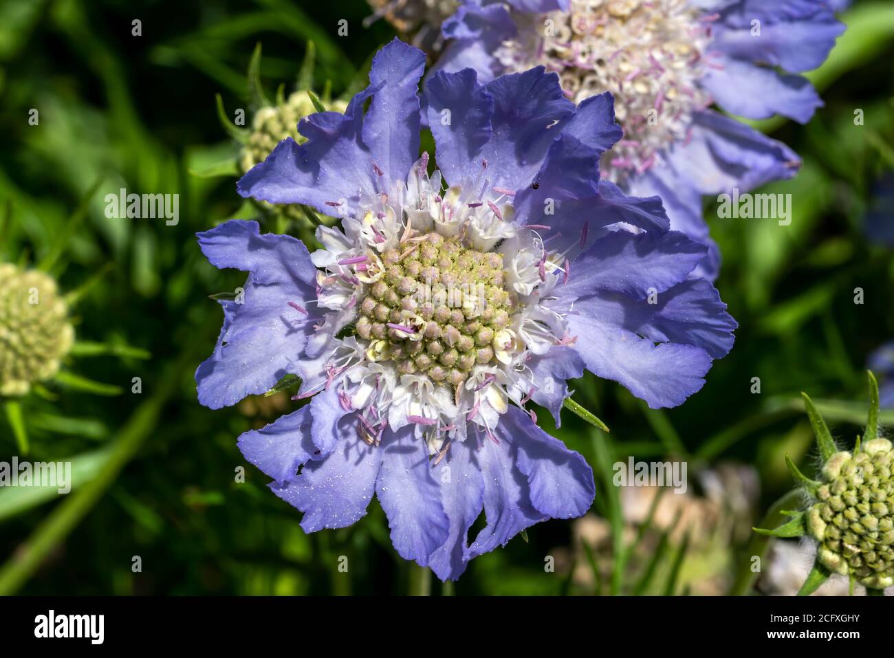 Scabiosa caucasica (scabious) border mix a purple blue spring summer ...