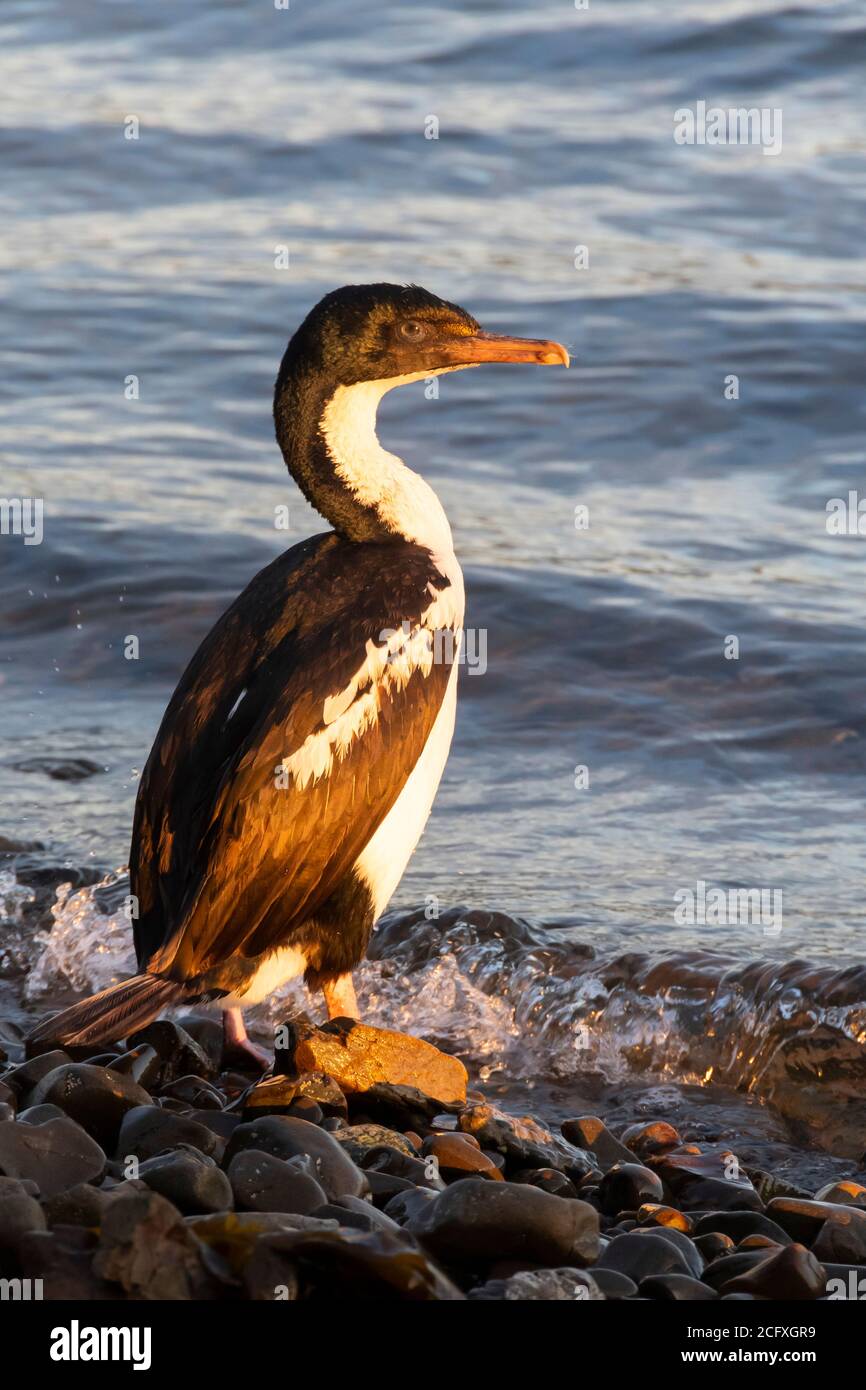 New zealand bird sounds hi-res stock photography and images - Alamy