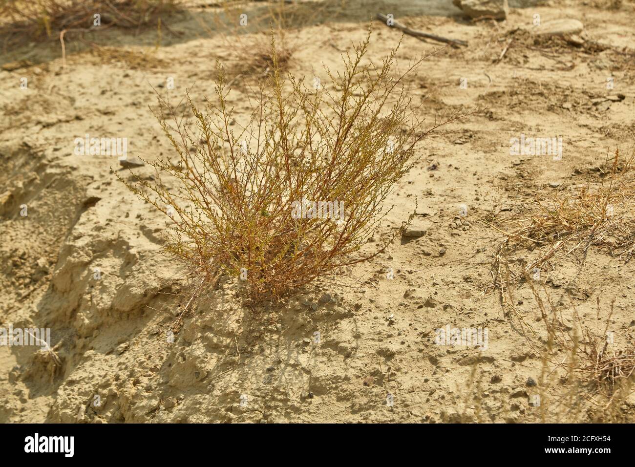 dry surface and dry plants on the site of a dried-up river Stock Photo ...