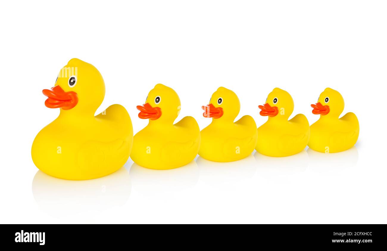Mother rubber duck leading several rubber ducklings Stock Photo - Alamy