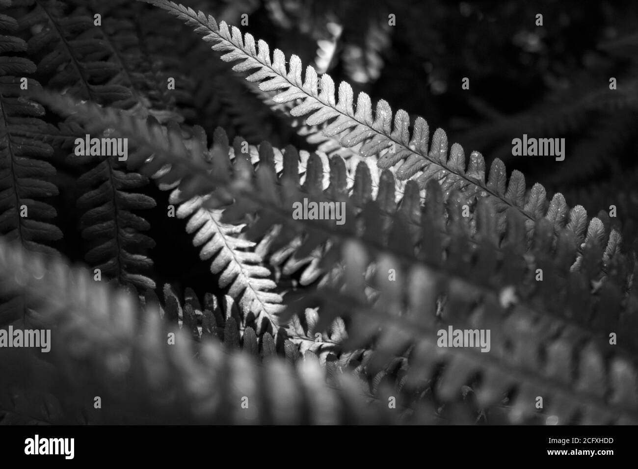 Greyscale closeup shot of fern leaves Stock Photo - Alamy