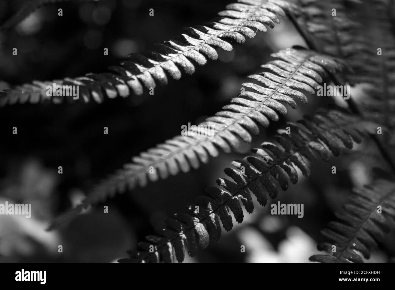 Greyscale closeup shot of fern leaves Stock Photo - Alamy