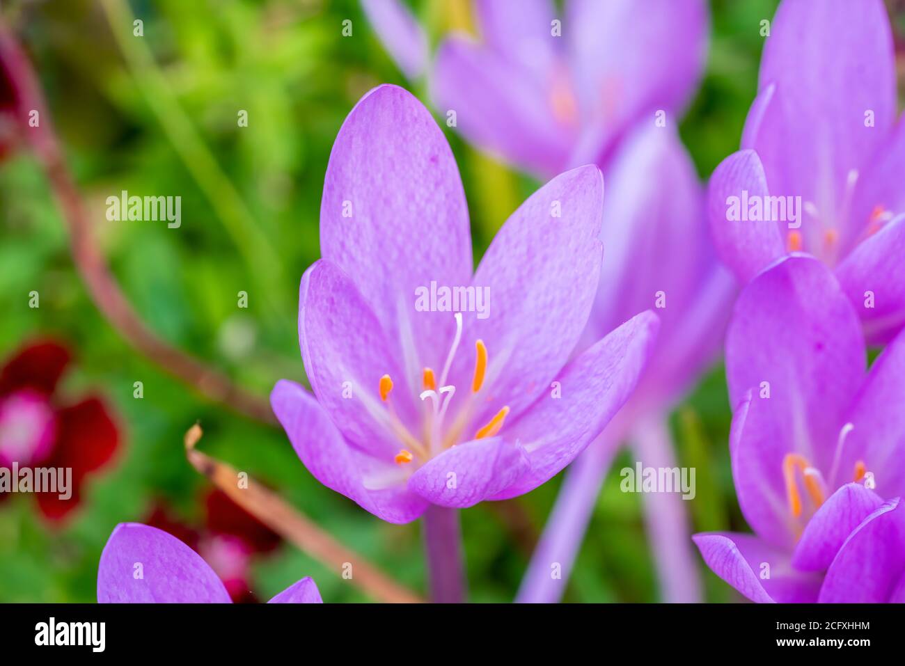 Colchicum autumnale an autumn fall lavender purple flower bulb plant ...