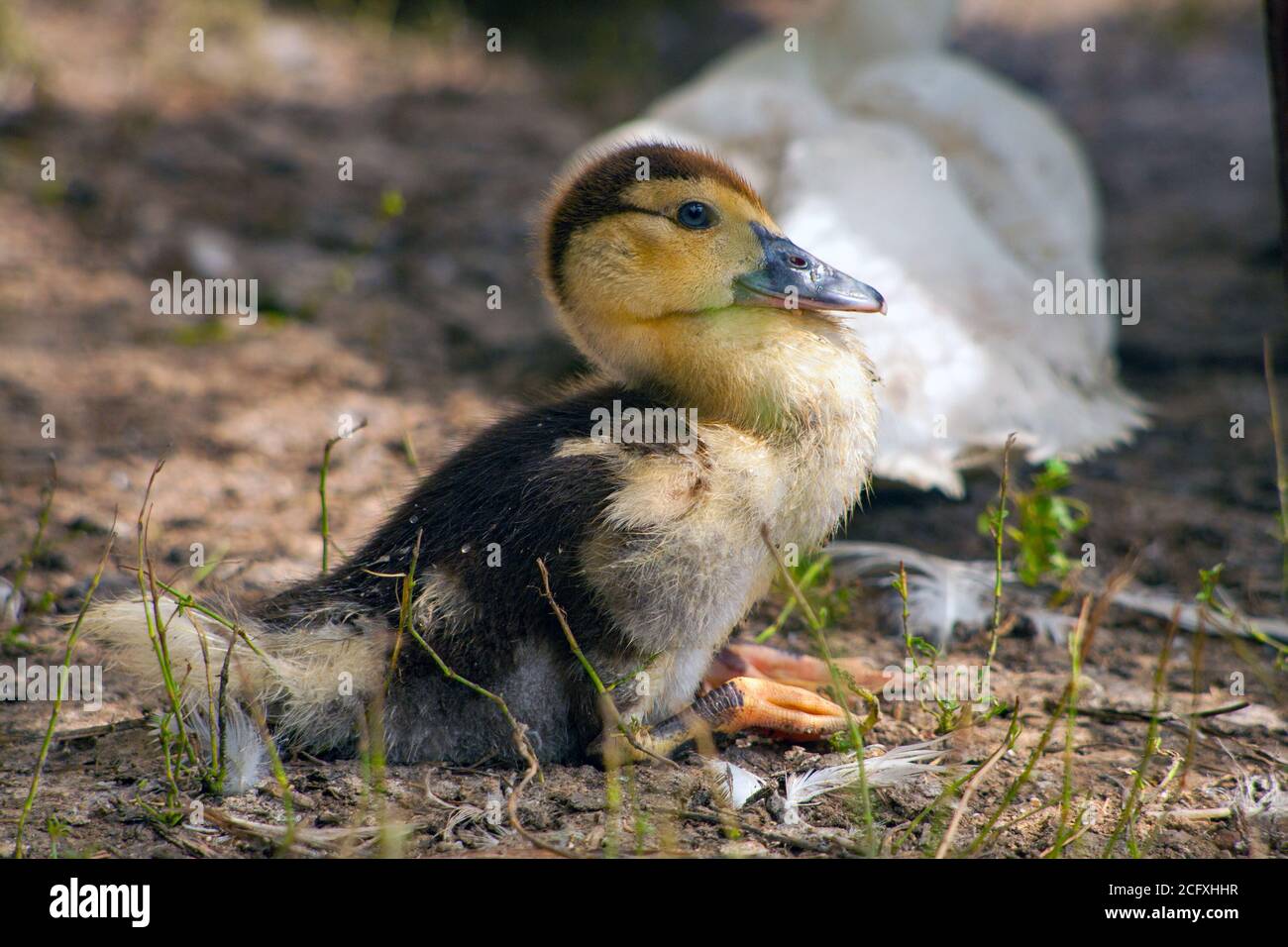 Domestic duck Duck on green grass In the household of a villager Stock ...