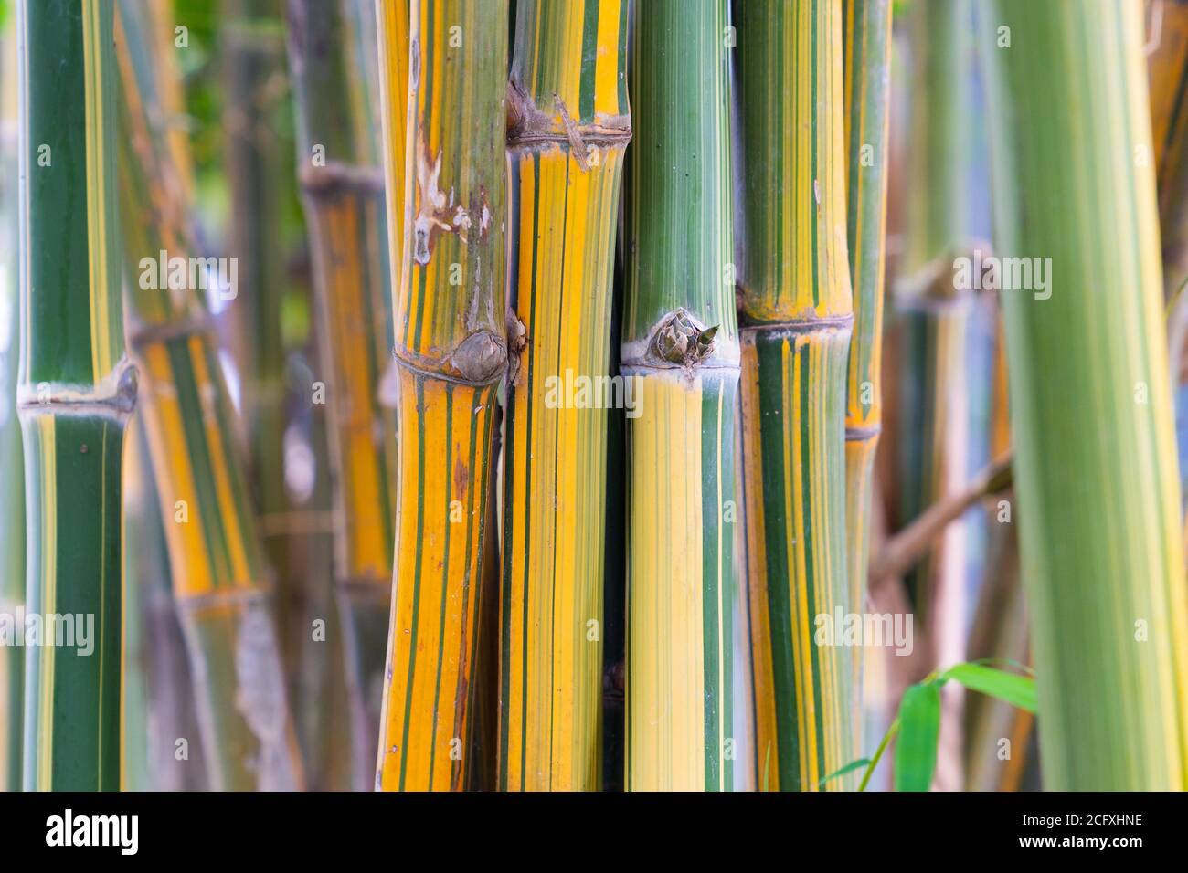 Asia bamboo branch in bamboo forest, beautiful green nature background ...