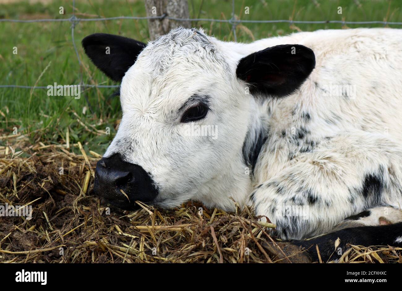 Roan cow hi-res stock photography and images - Alamy