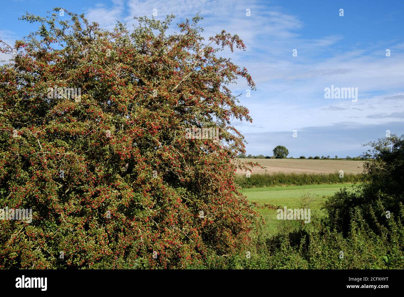 English hawthorn hi-res stock photography and images - Alamy