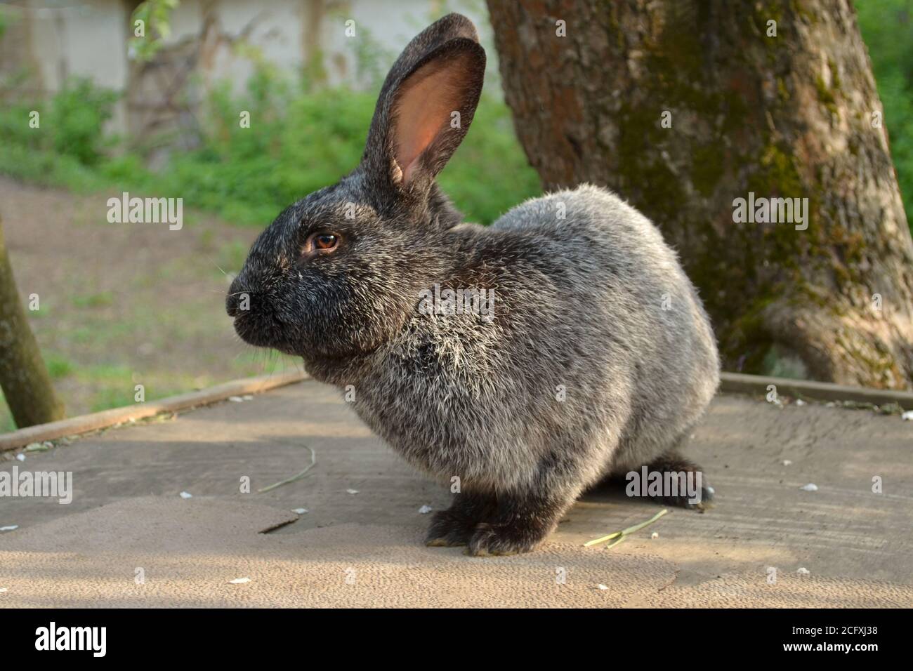 Cute grey purebreed rabbit in a yard Stock Photo - Alamy
