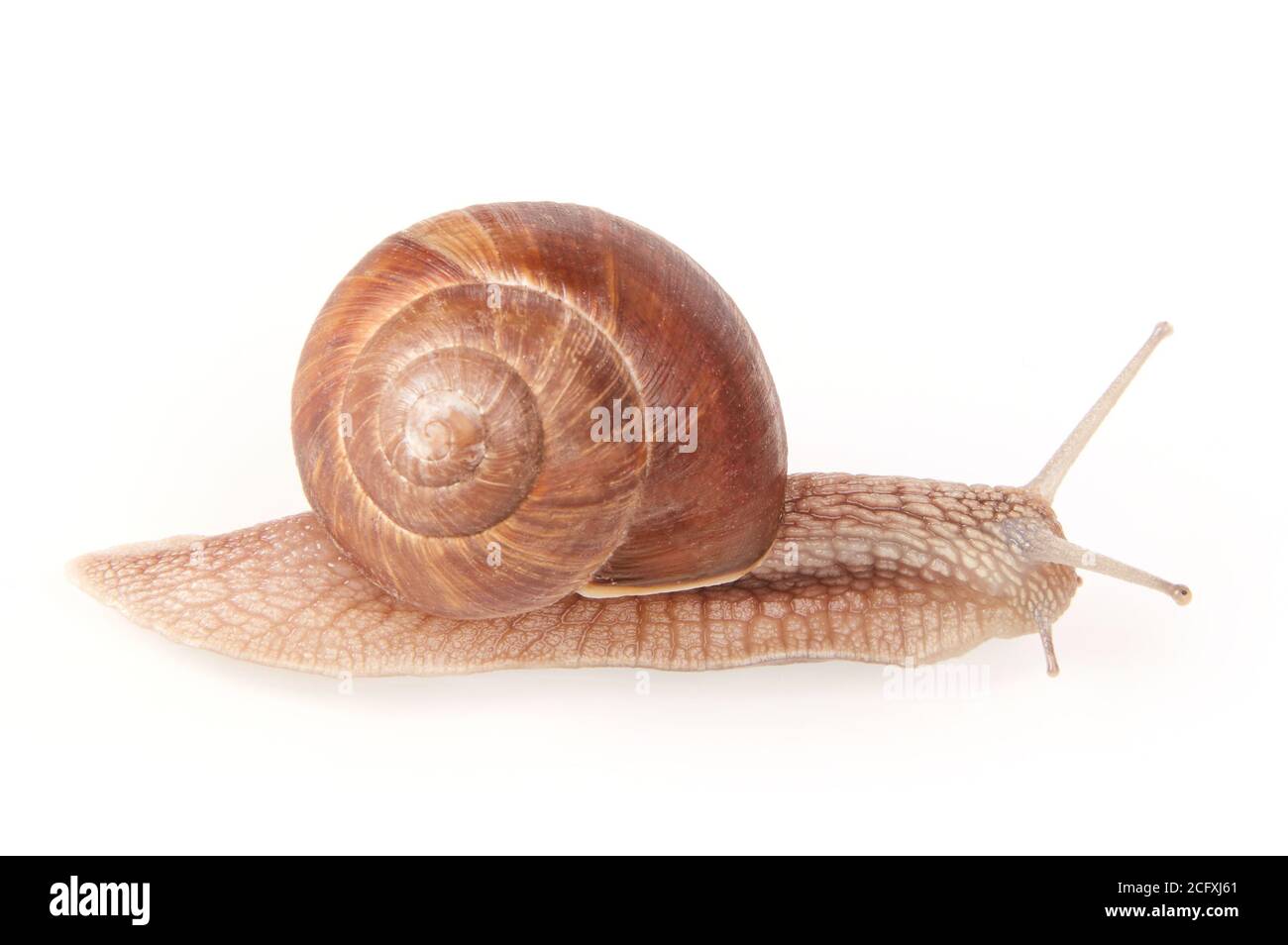 Snail isolated on white Stock Photo - Alamy