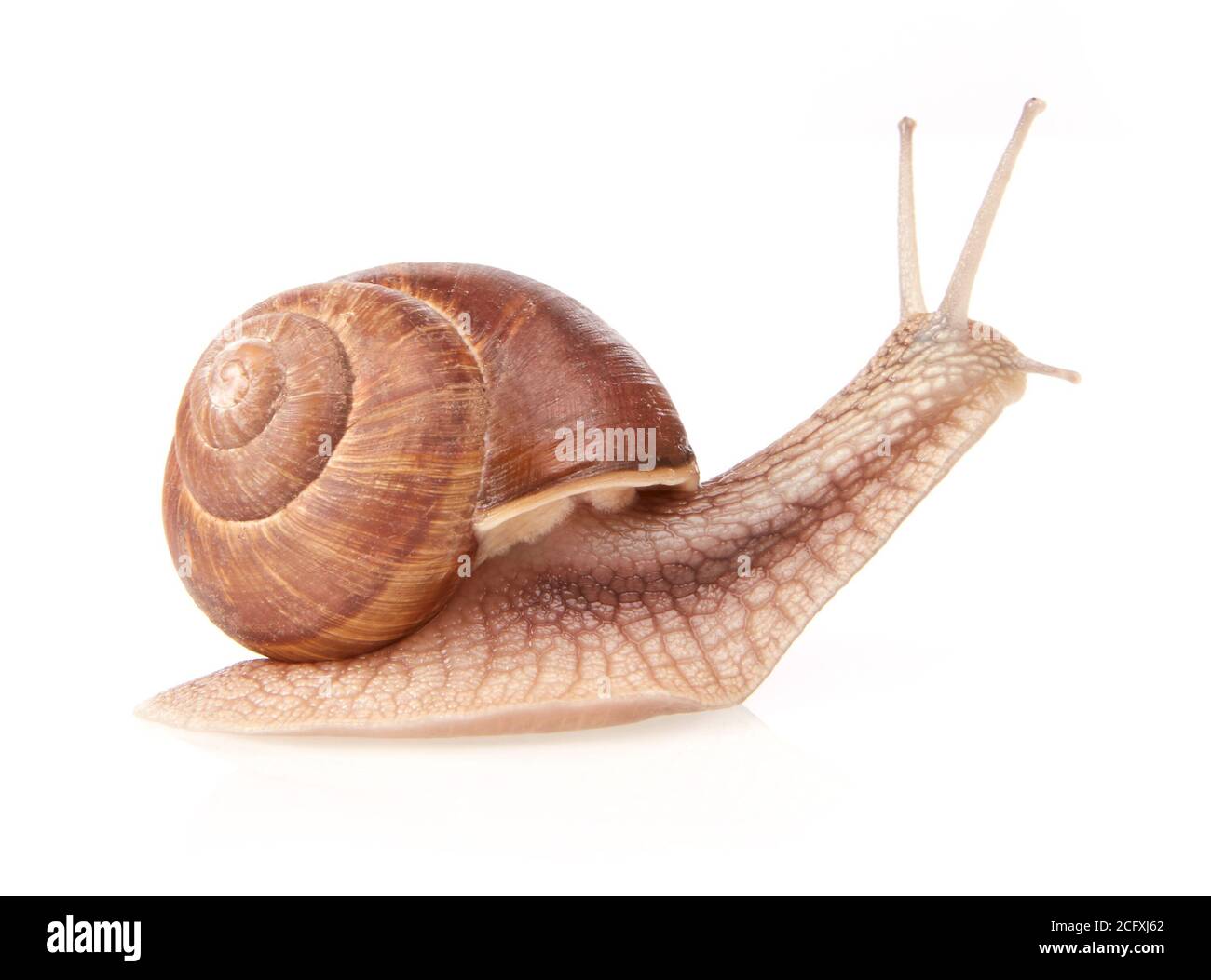 Snail isolated on white Stock Photo - Alamy