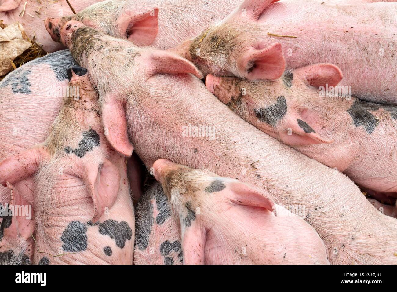 Hungry group of newborn pigs trying to reach the mother Stock Photo - Alamy