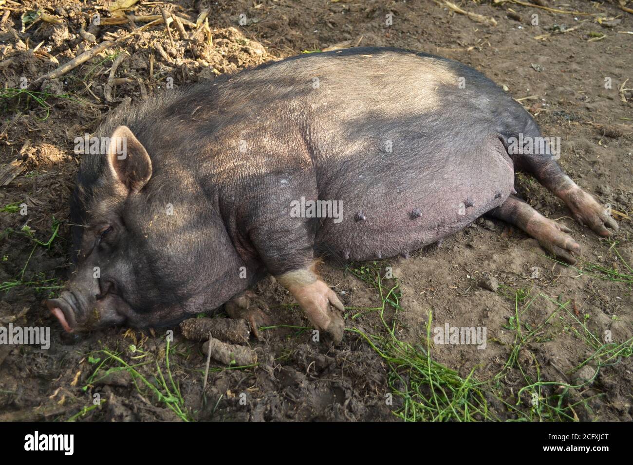 Pig lying down hi-res stock photography and images - Alamy