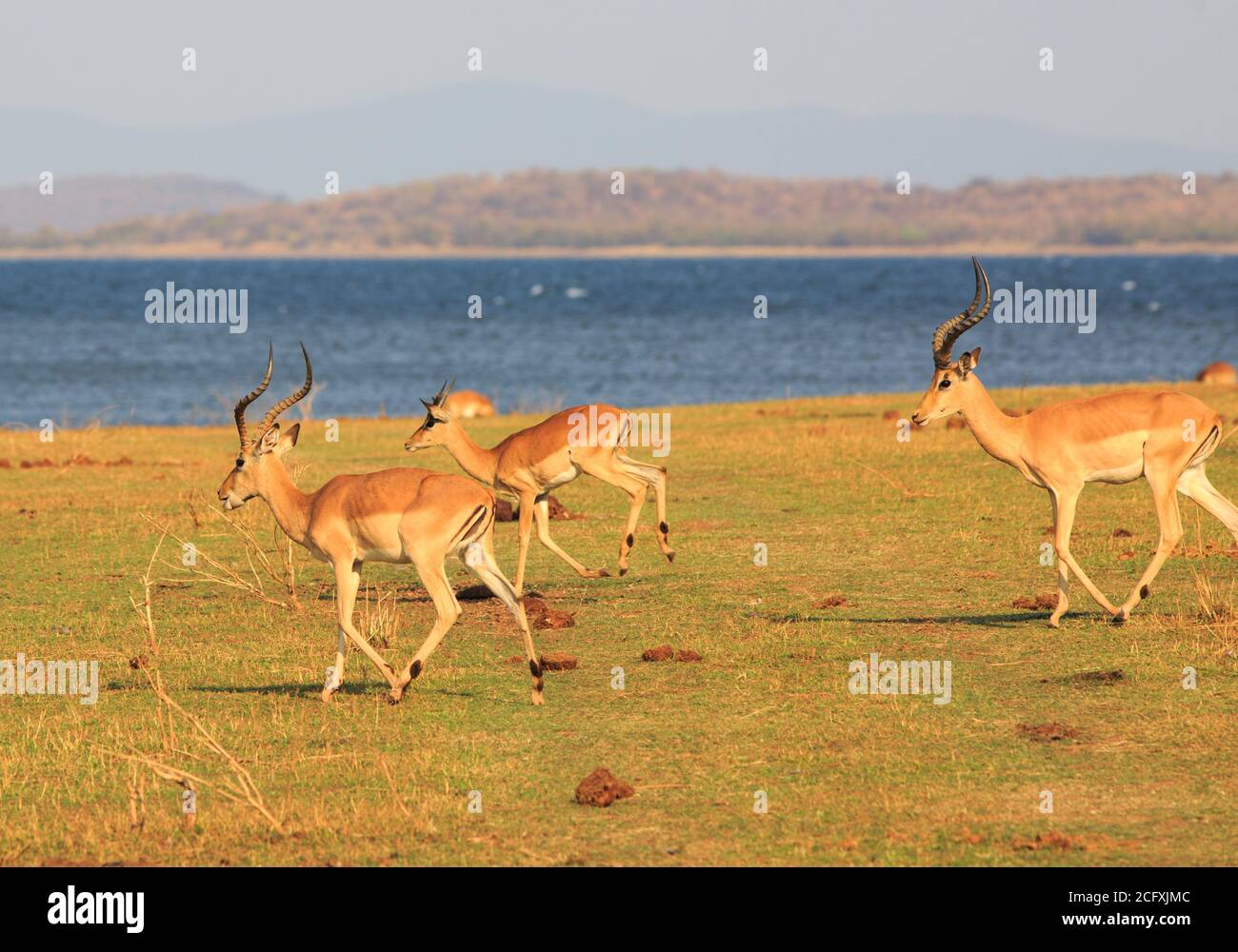 Jumping impala hi-res stock photography and images - Alamy