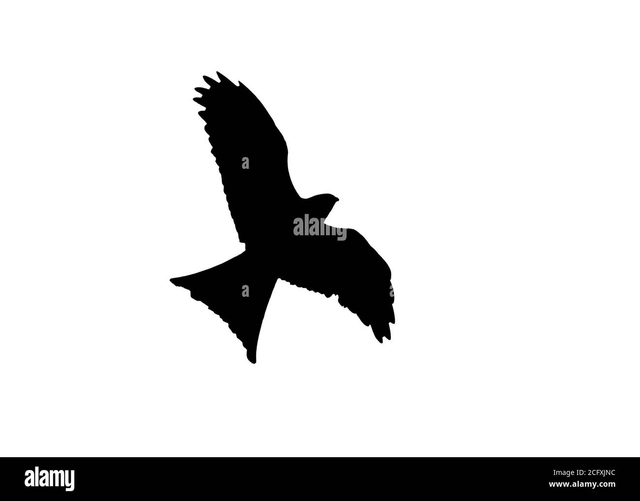 Red Kite raptor bird black silhouette cut out and isolated on a white ...