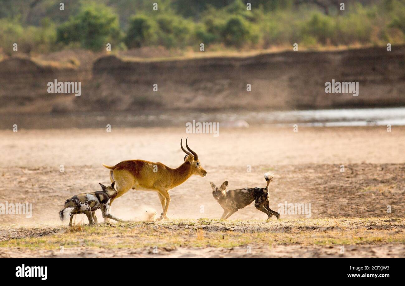 Animal puku wildlife hi-res stock photography and images - Alamy