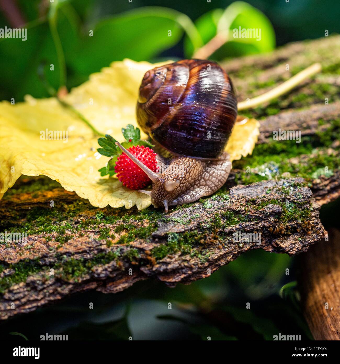 Large snails crawling along the bark of a tree. Photo in the wild ...