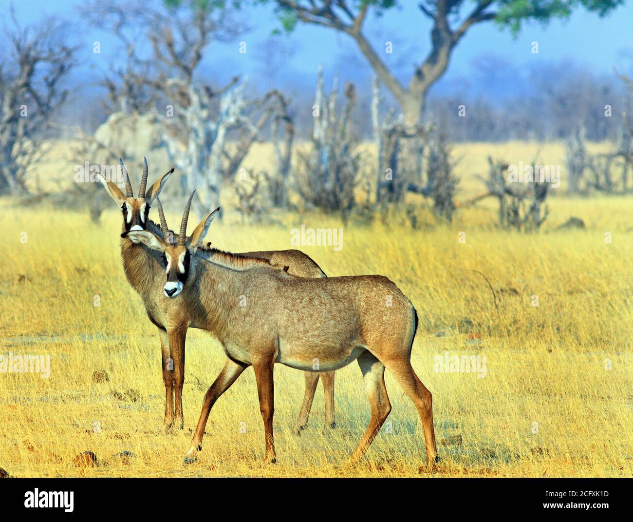 African plains game hi-res stock photography and images - Alamy