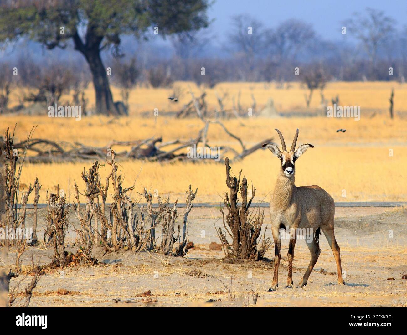 Rare sighting of a rare Roan Antelope standing on the dry arid African ...