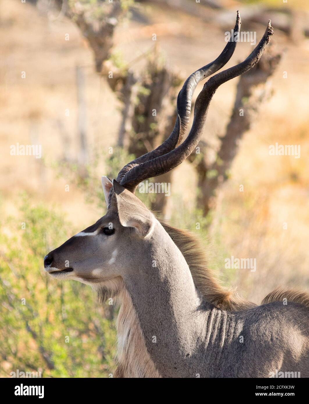 Side profile of a majestic Male Kudu with Magnificent horns Stock Photo ...