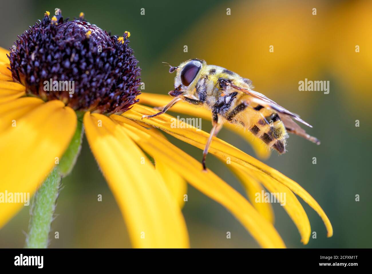 Marsh insects hi-res stock photography and images - Alamy