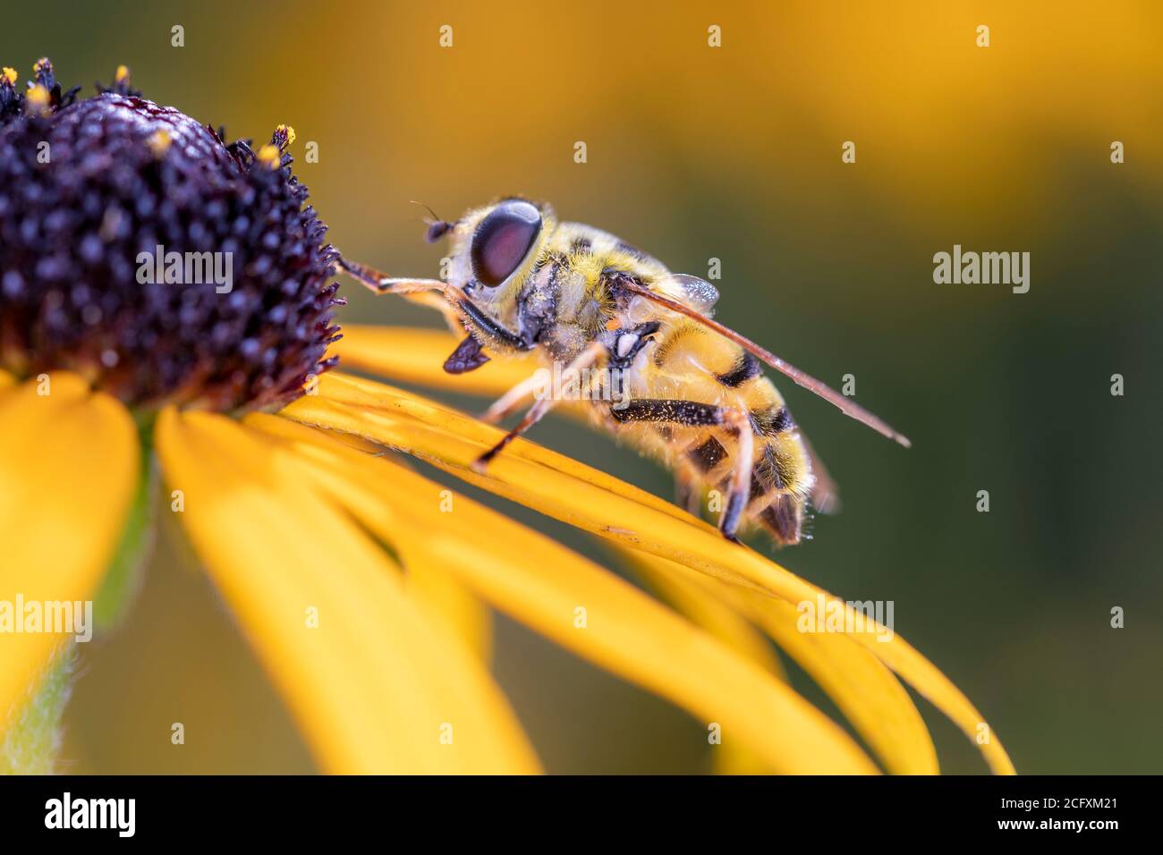 Marsh insects hi-res stock photography and images - Alamy