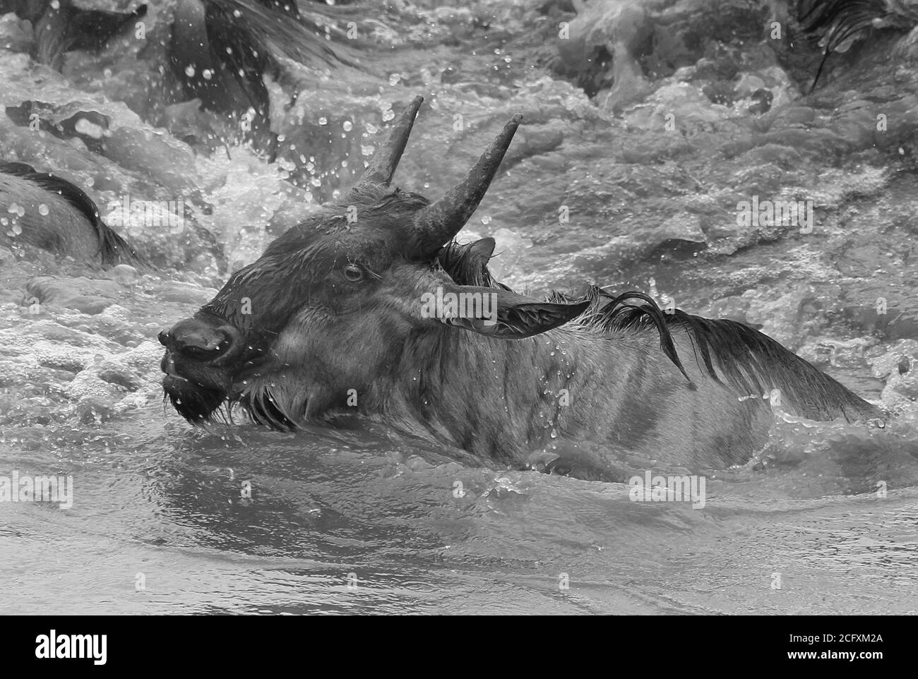 Close up of a Wildebeest head, which is swimming across the turbulent ...