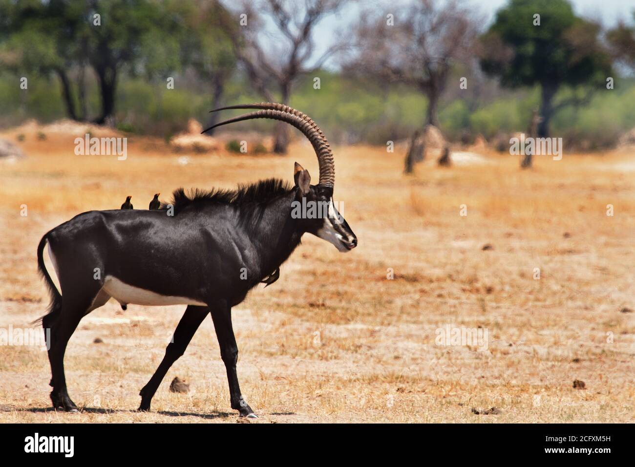 African antelope with curved horns hi-res stock photography and images ...