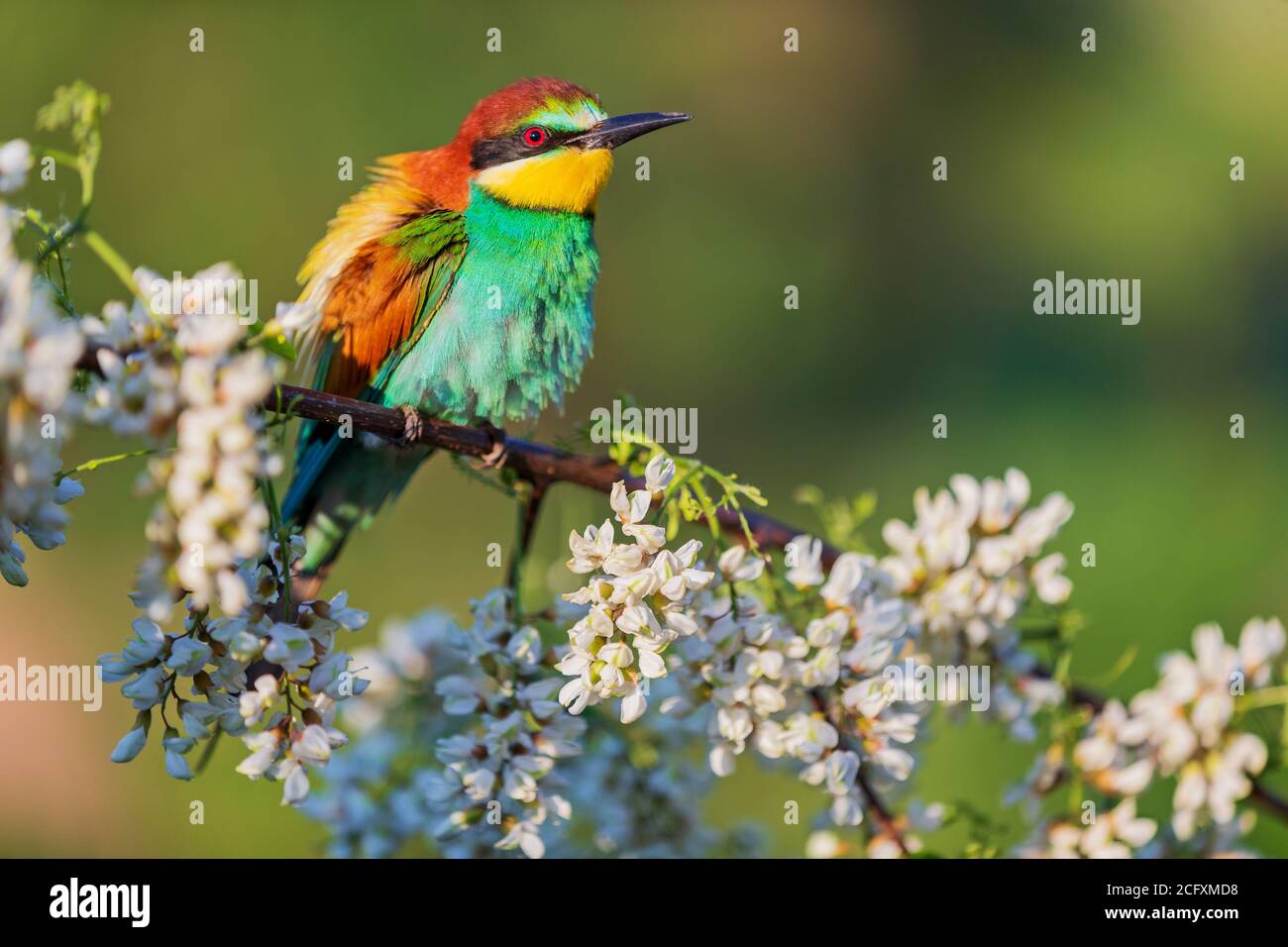 colorful wild bird among beautiful flowers Stock Photo - Alamy