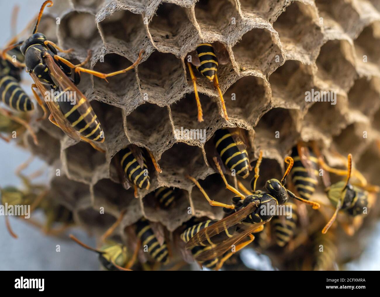 Wasp nest with its dangerous inhabitants wasps, macro photography Stock ...