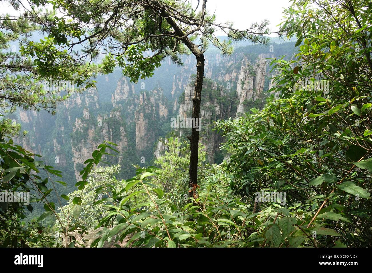 Zhangjiajie National Forest Park, Wulingyuan Scenic Area Stock Photo ...