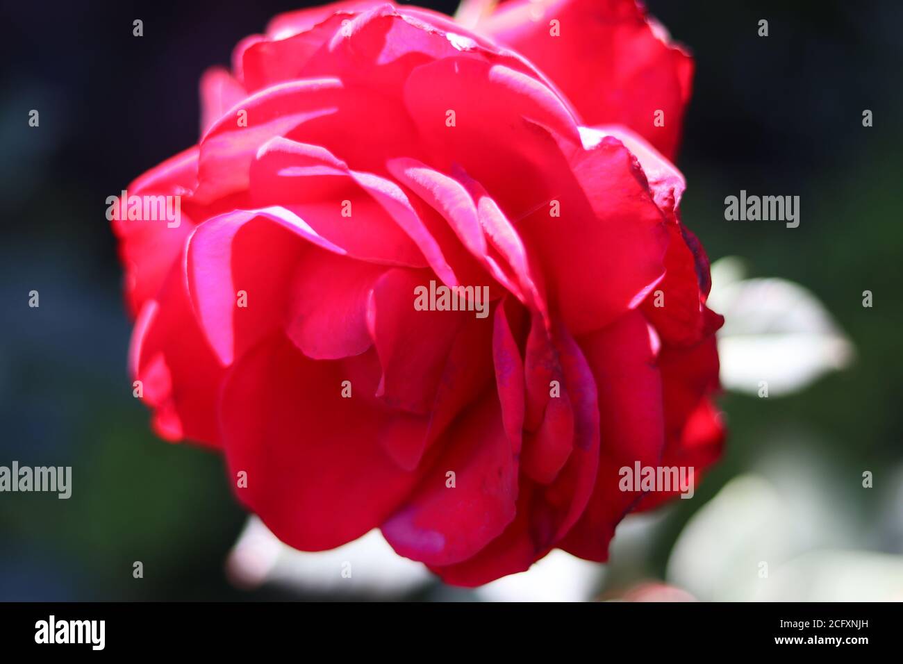 Lancashire red rose hi-res stock photography and images - Alamy