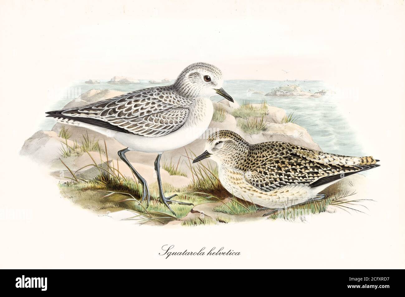 Grey plover drawing hi-res stock photography and images - Alamy