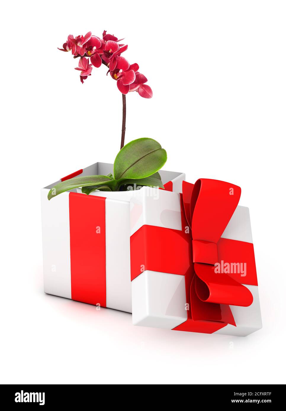 Orchid in a gift box, white background Stock Photo - Alamy