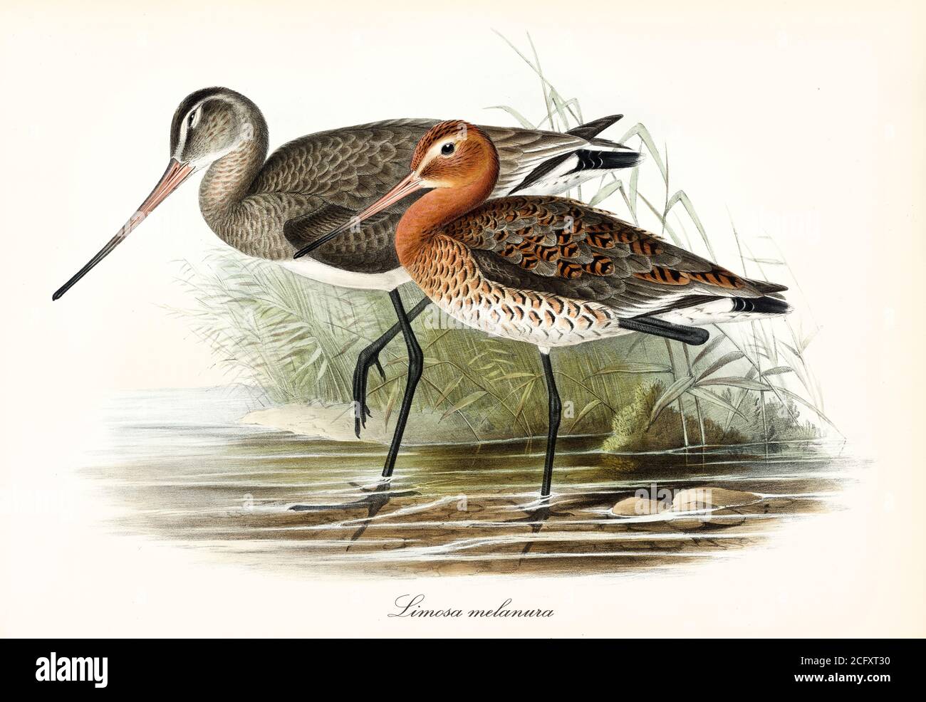 Godwit drawing hi-res stock photography and images - Alamy