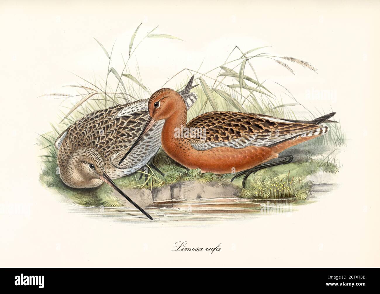 Godwit drawing hi-res stock photography and images - Alamy
