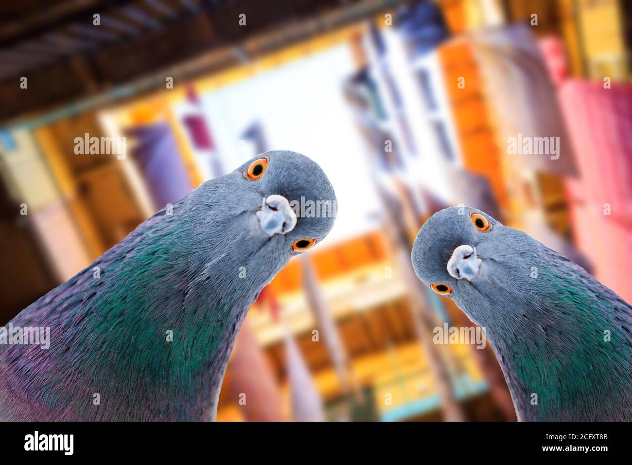 pigeons look down at the camera against the backdrop of city streets ...