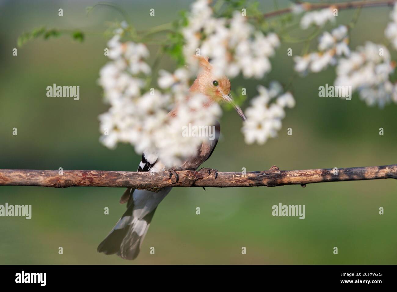 Bird hiding hi-res stock photography and images - Alamy