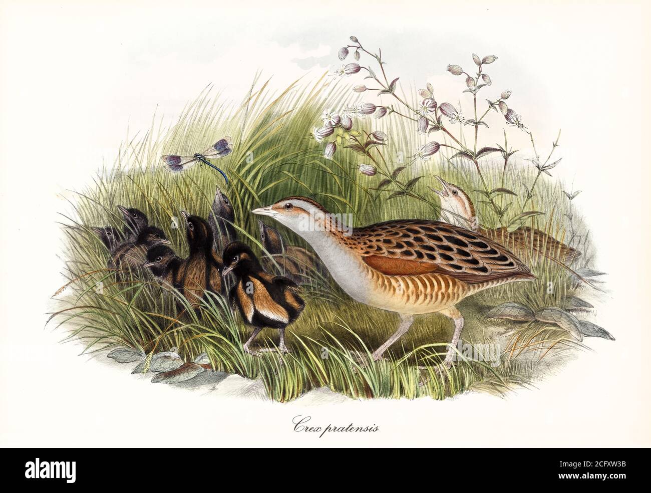"Corn Crake (Crex crex) birds hunting dragonflies and other bugs with ...
