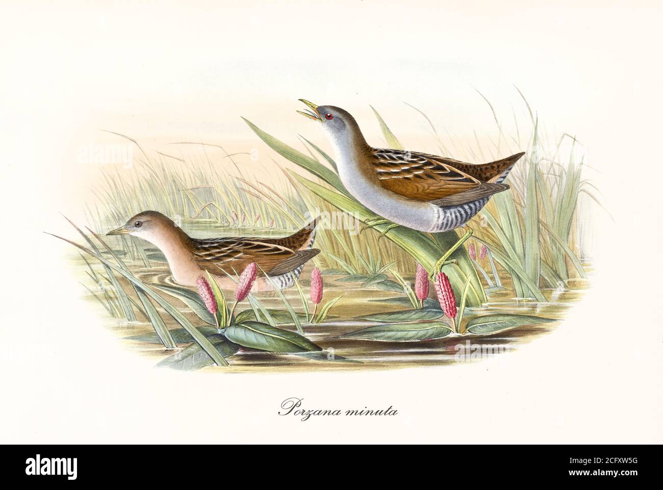 "Couple of Little Crake (Porzana parva) birds in a pond, crouched in ...