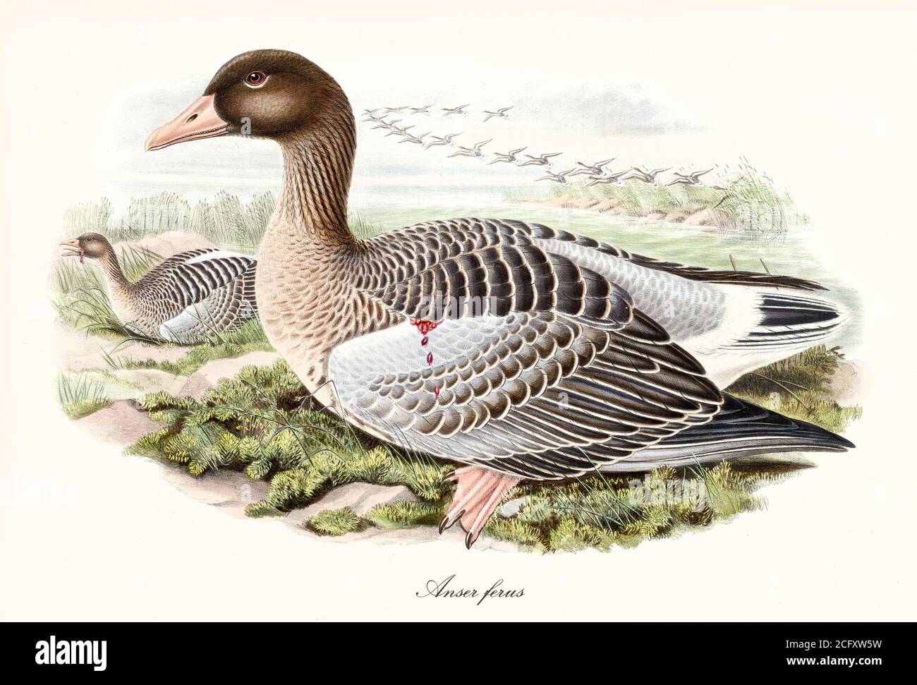 Old fashioned goose illustration hi-res stock photography and images ...