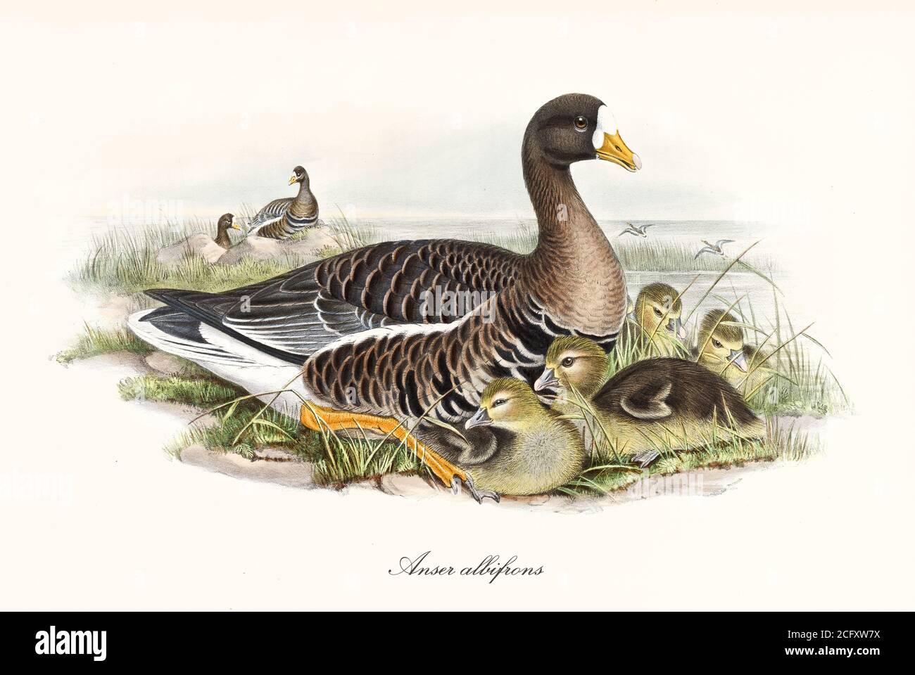 John goose hi-res stock photography and images - Alamy