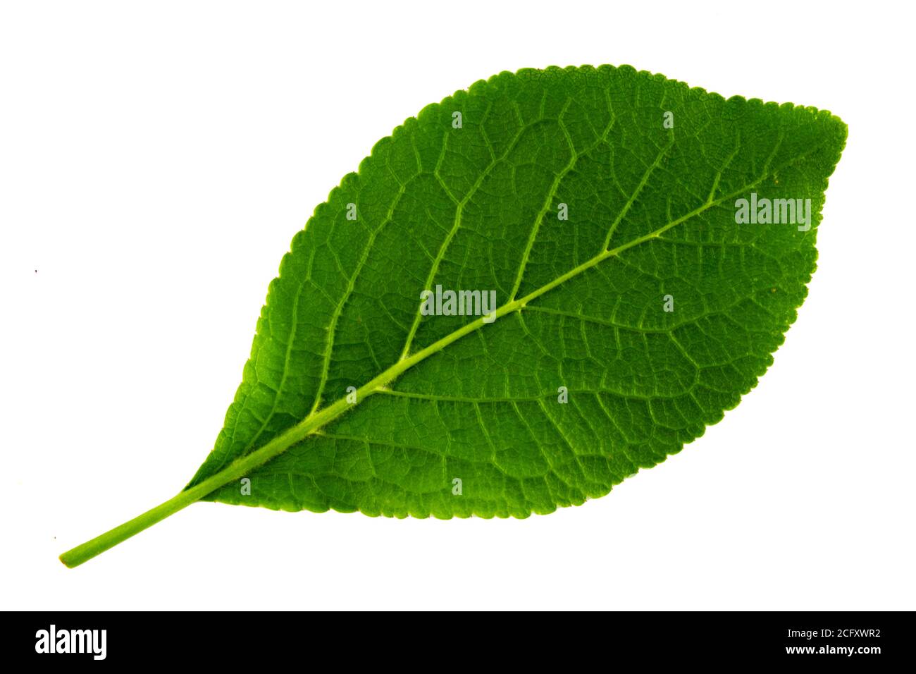 single green leaf of plum isolated on the white background, bottom side ...
