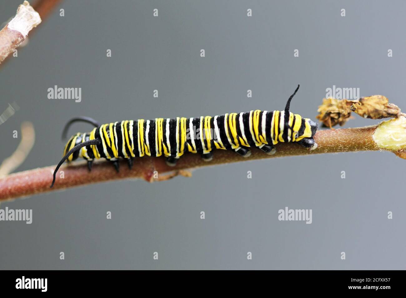 Raupe schmetterlingsraupe hi-res stock photography and images - Alamy