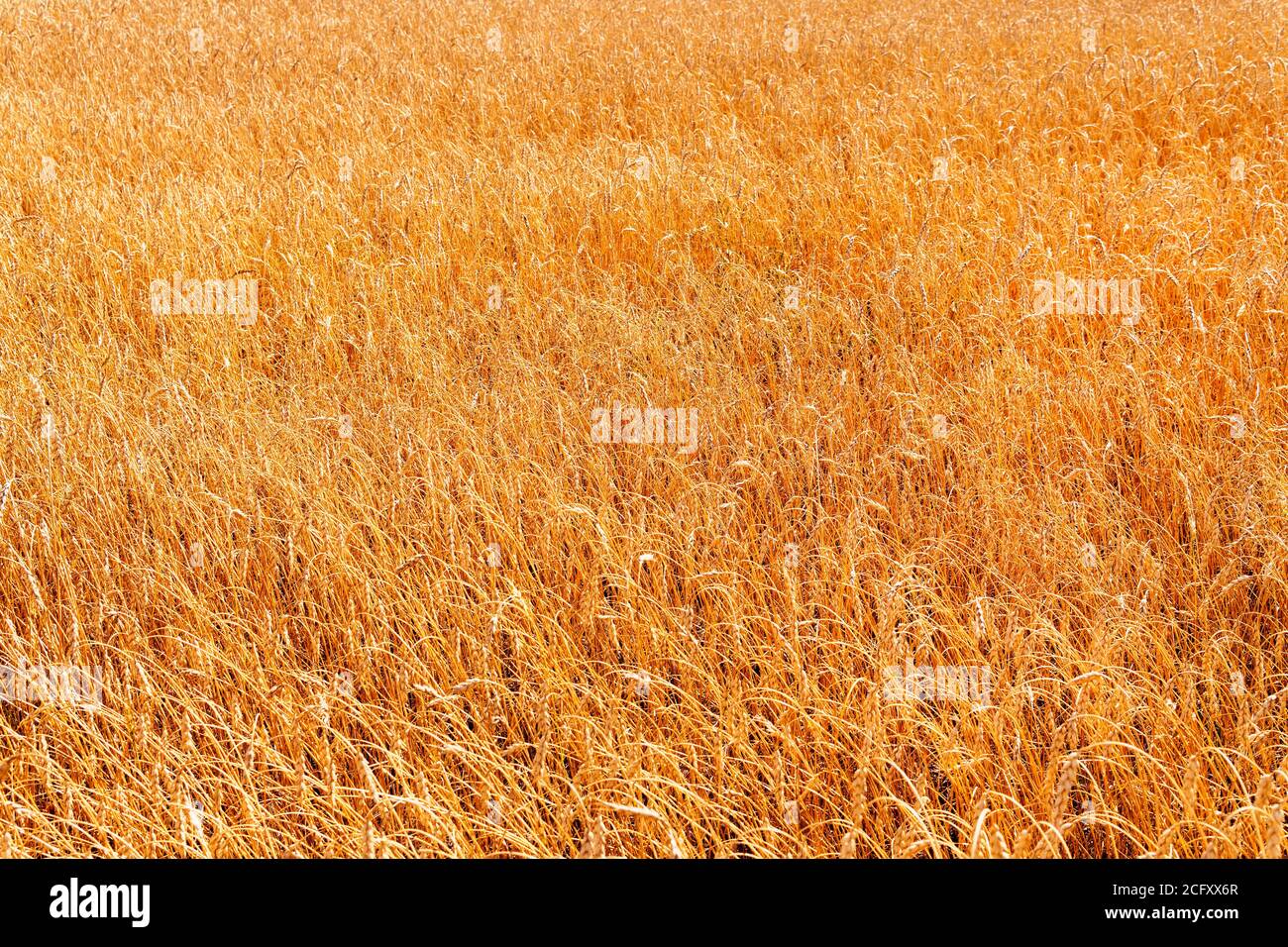 Wheat field texture background hi-res stock photography and images - Alamy