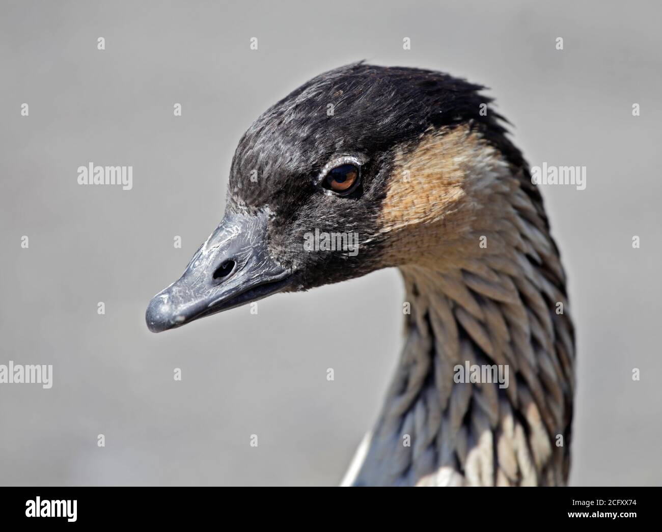 Branta sandvicensis hi-res stock photography and images - Alamy