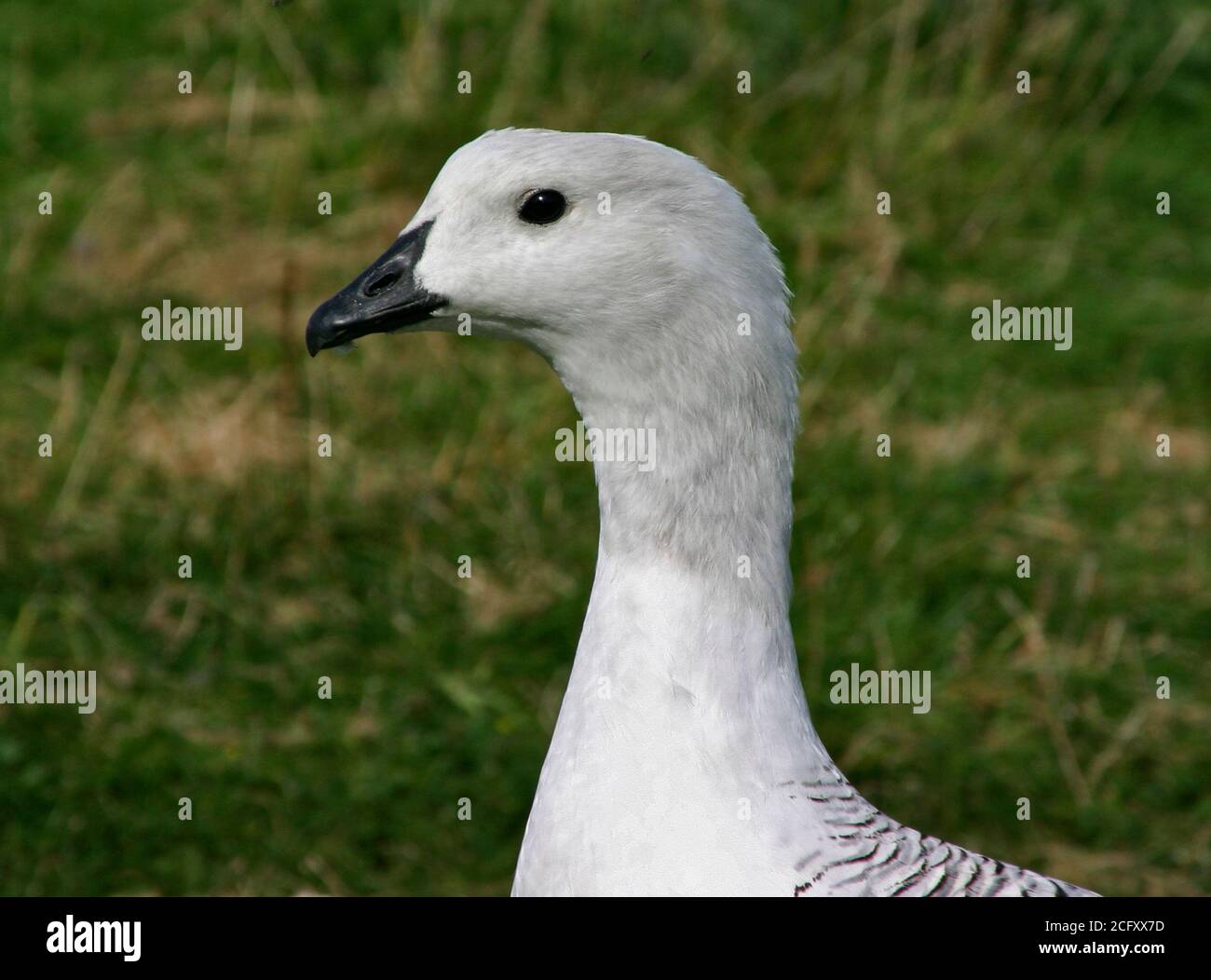 Upland goose or magellan goose chloephaga picta hi-res stock ...