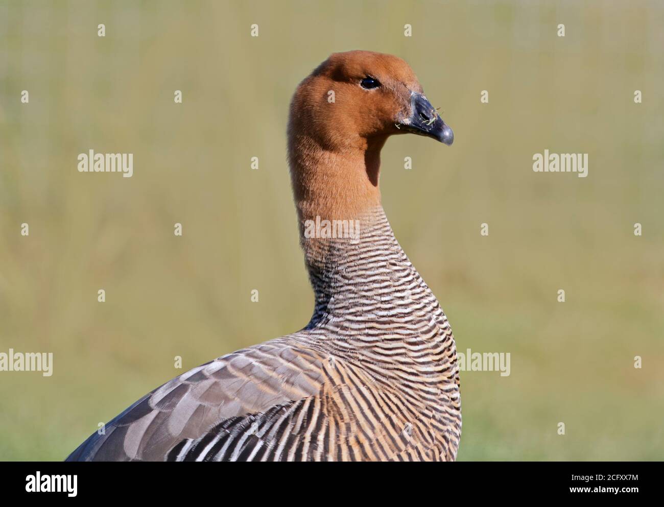 Upland/Magellan Goose (chloephaga picta) Female Stock Photo - Alamy