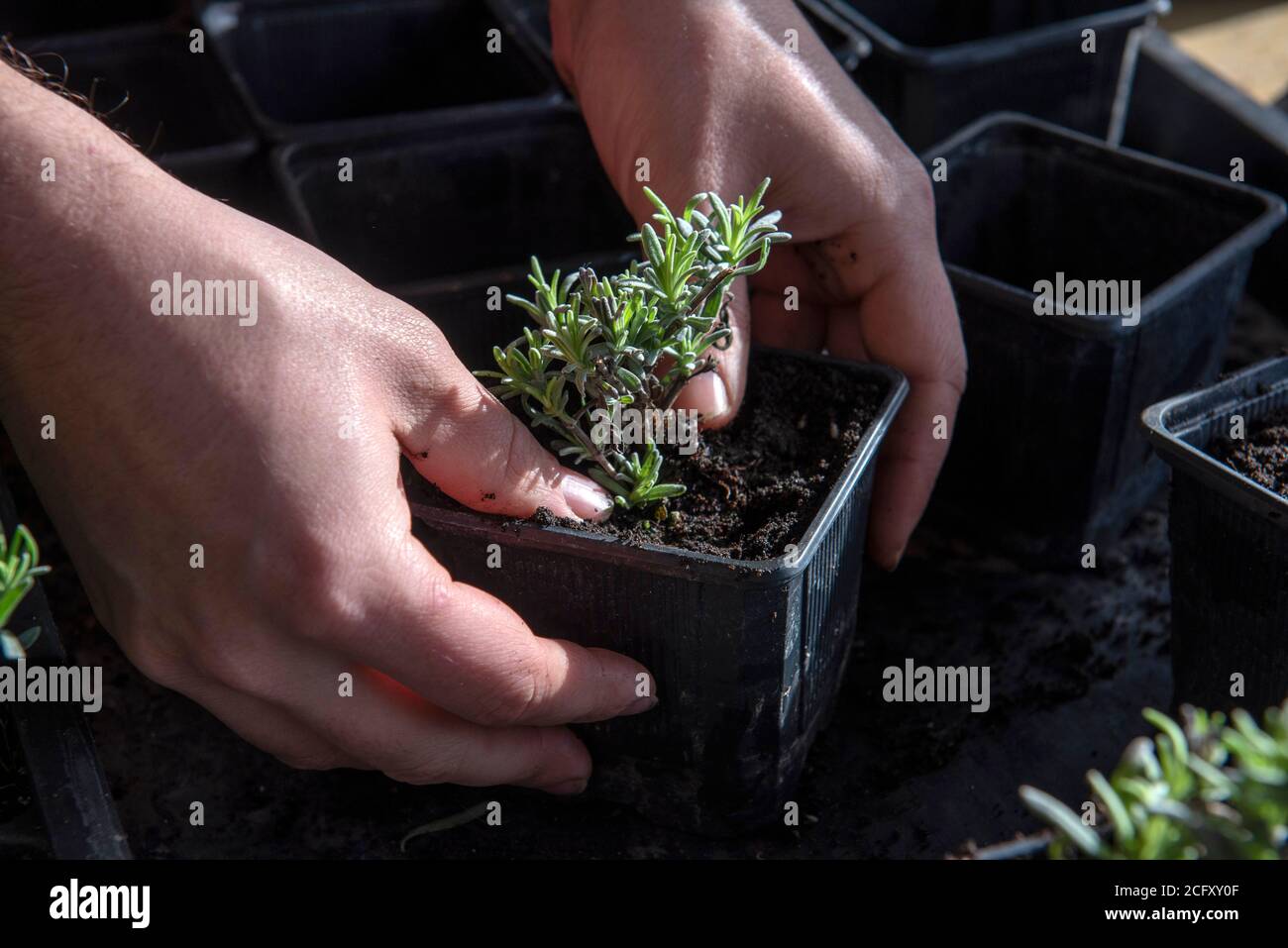 Rosemary herb plants being planted in small square plastic pots with ...