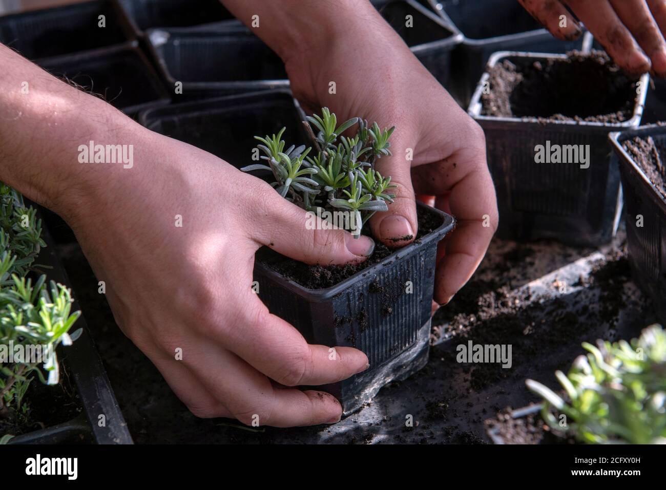 Rosemary herb plants being planted in small square plastic pots with ...