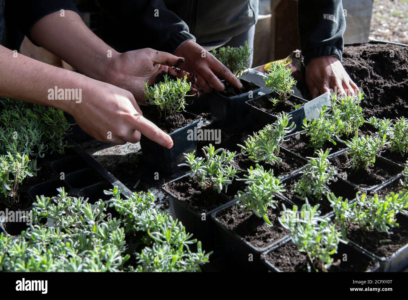 Rosemary herb plants being planted in small square plastic pots with ...